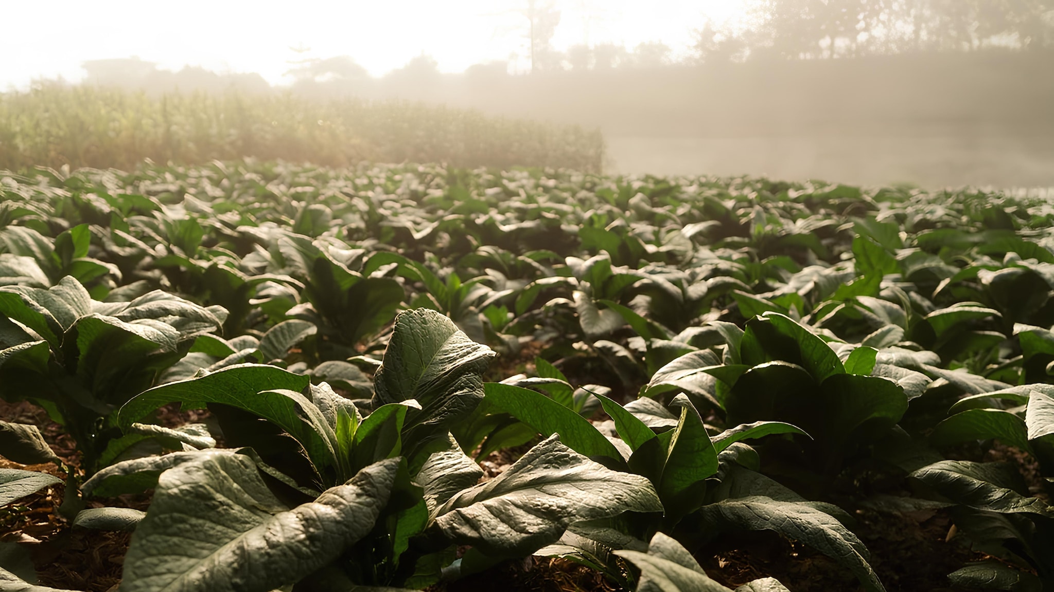 Evolution of Tobacco Plant Research │ PMI Science